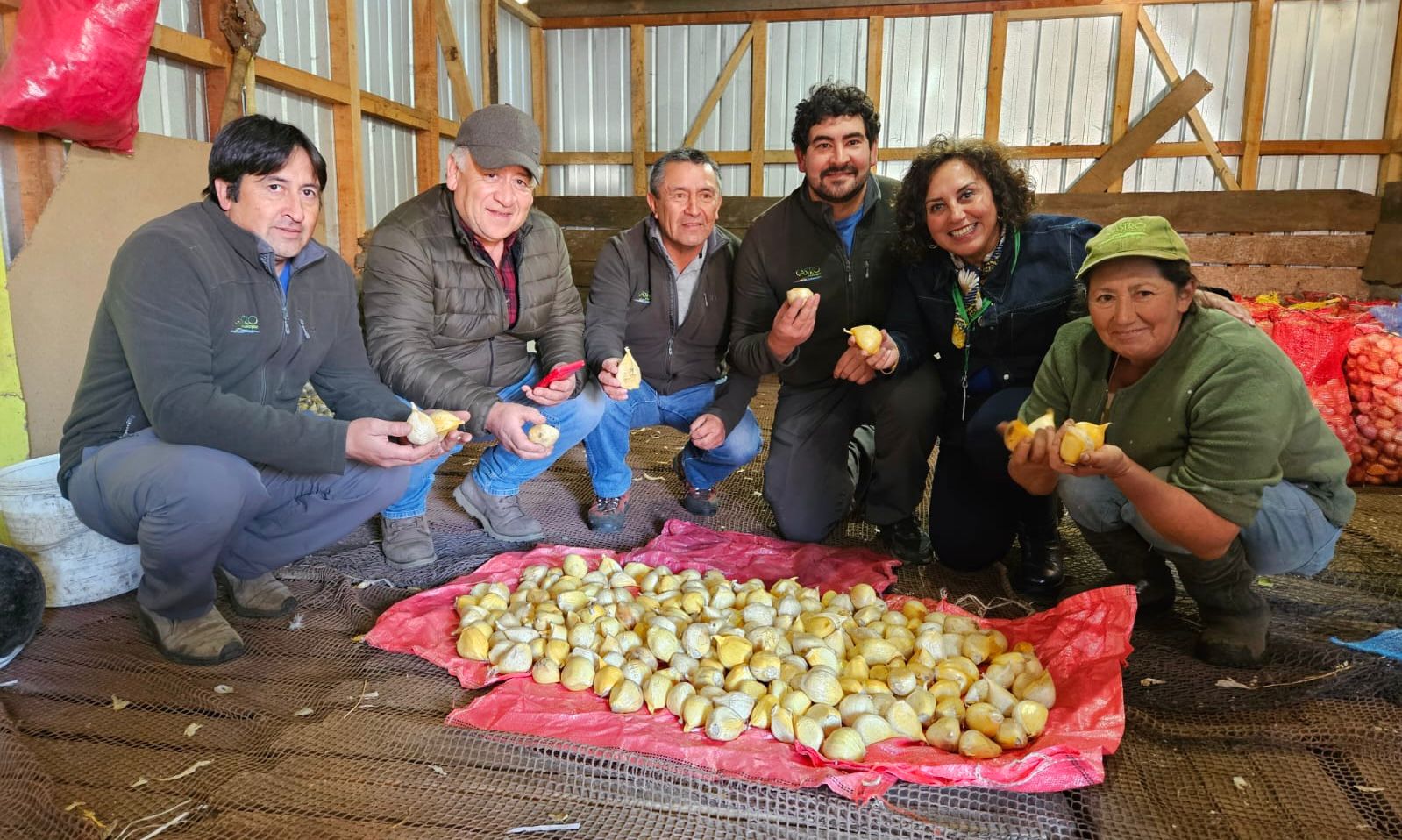 Certifican 1.500 kilos de semillas de ajo chilote producidos en Castro ...