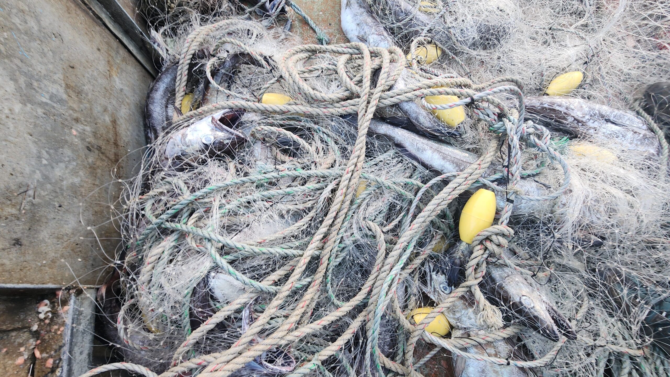 Sorprenden pesca de merluza del sur con redes en la región - ELN Radio